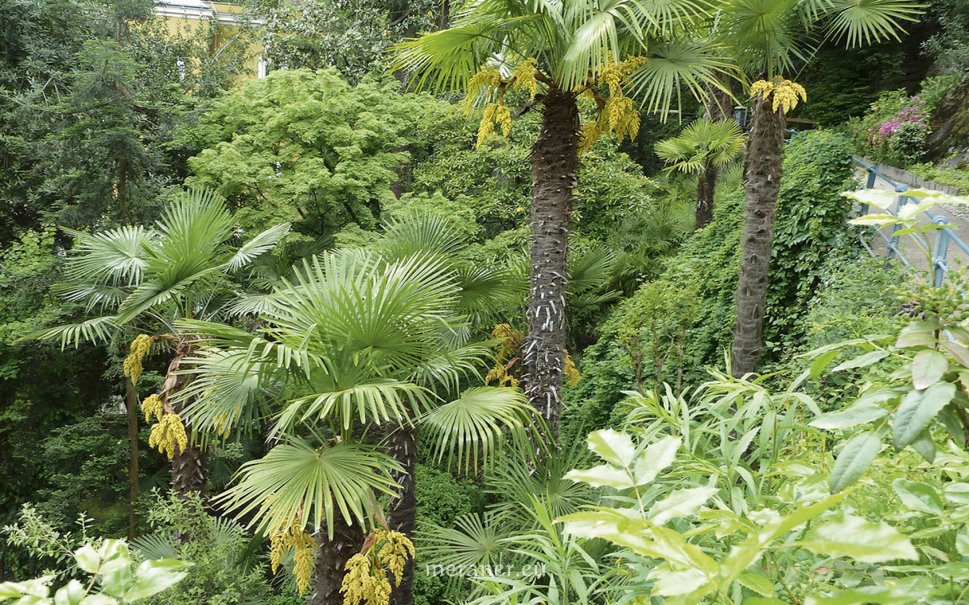 Die Chinesische Hanfpalme / Botanischer Spaziergang / Meraner ...