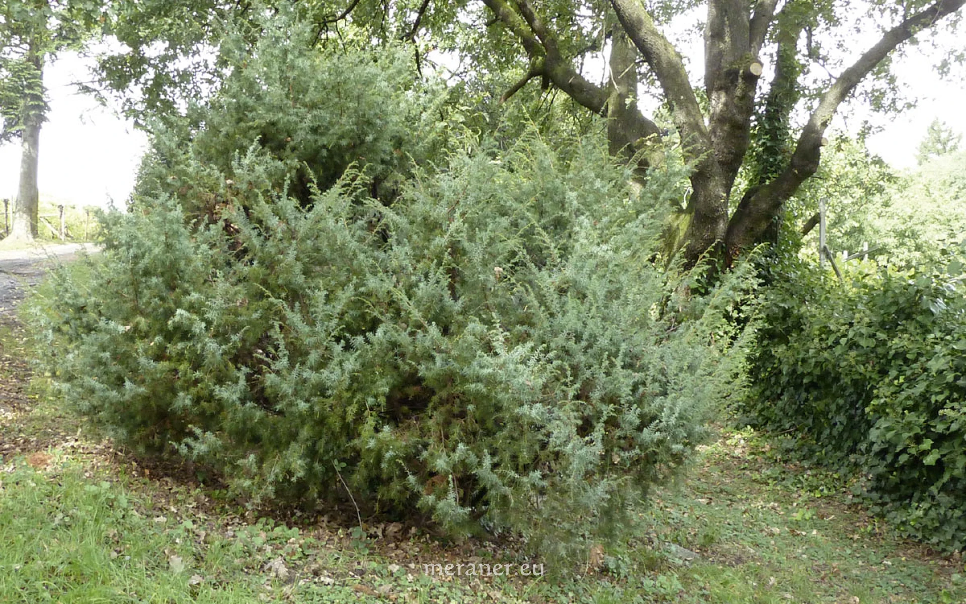Der Gemeine Wacholder / Botanischer Spaziergang / Meraner Stadtanzeiger ...